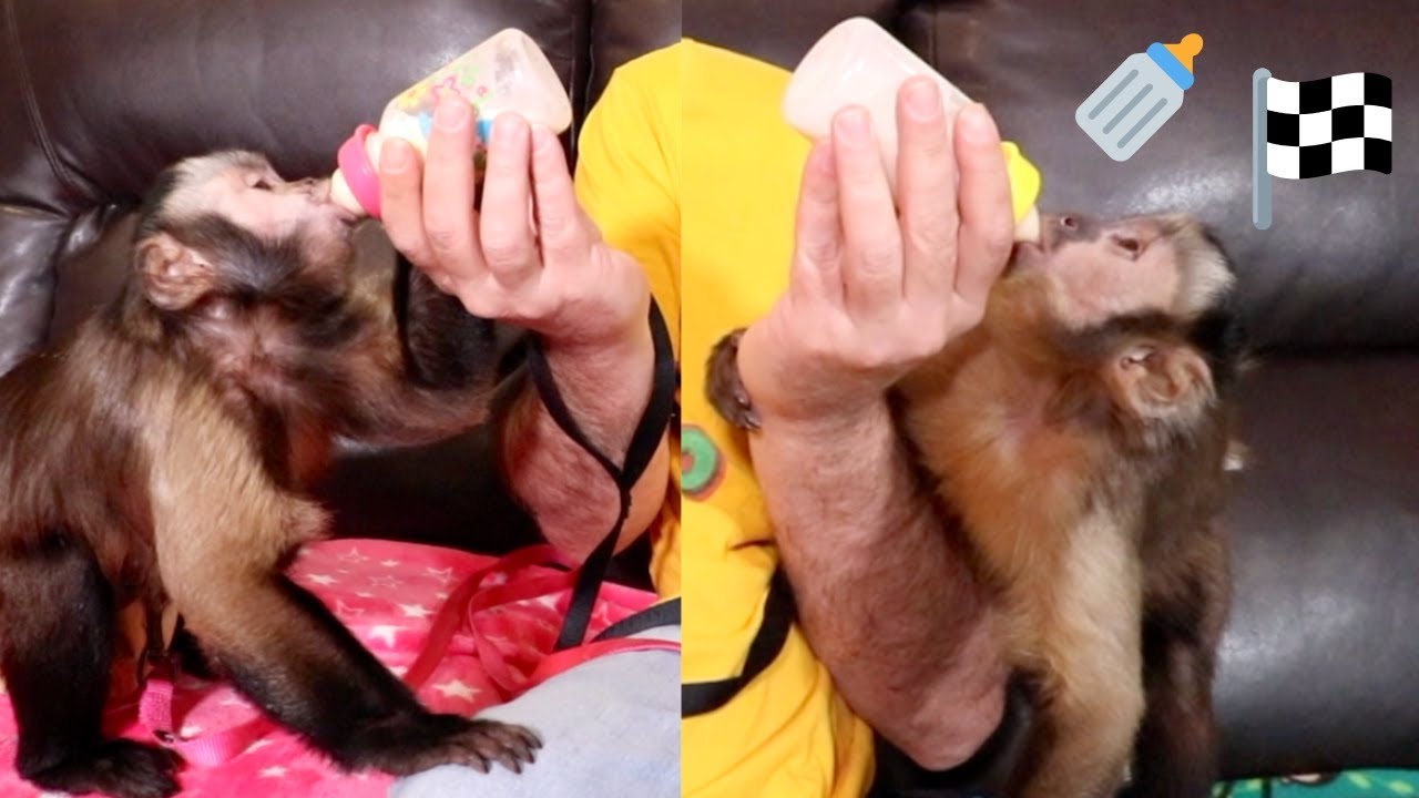 Capuchin Monkey Bottle Drinking Race! - YouTube