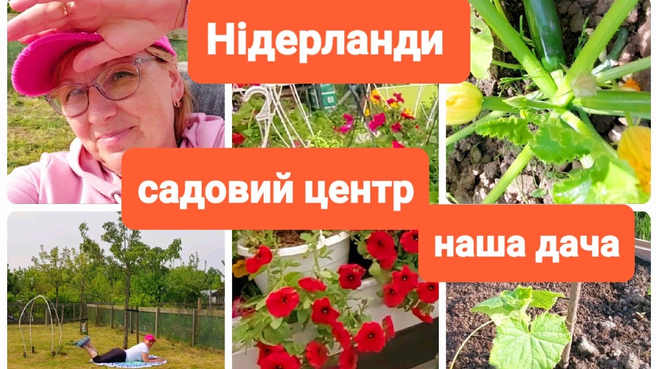 Садовий центр в Нидерландах Дешеві квіти Що купили Нідерланди Життя в