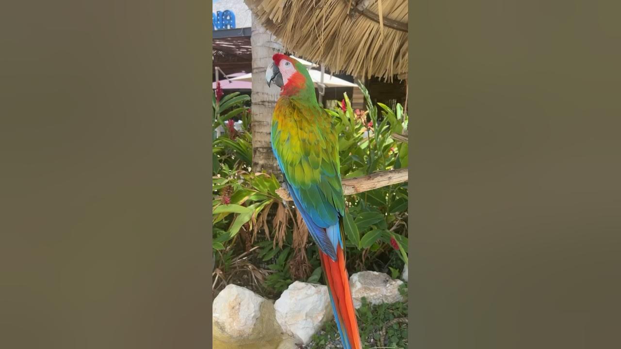 #viral #travel #puertorico #wow #viralvideo #colour #parrot - YouTube