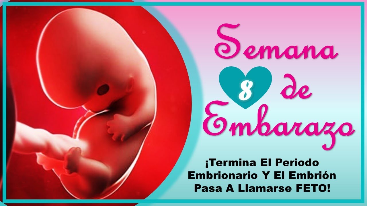 ️ SEMANA 8 DE EMBARAZO🤰 ️ ⏩ EMBARAZO SEMANA A SEMANA ⏩ Desarrollo y ...