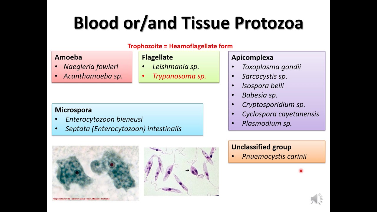 4 Blood and Tissue Protozoa II - YouTube