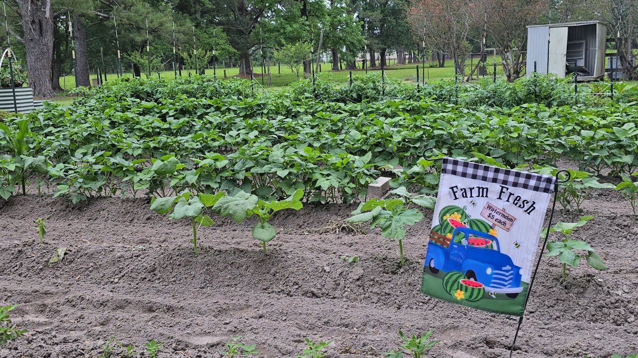 Growing Tons of Gold Mine Beans / Garden Tour - YouTube