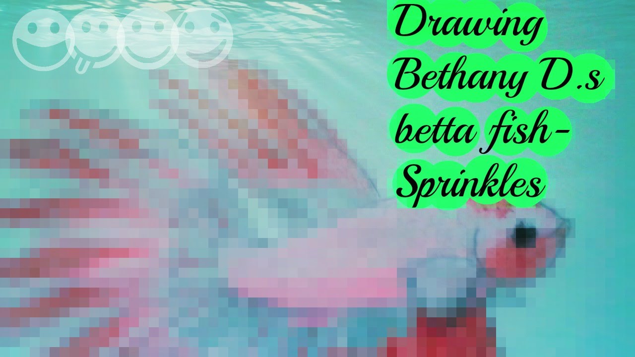 Requested: Drawing Bethany D.s Betta fish [Sprinkles] - YouTube