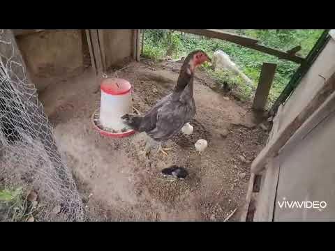 Me nyuam qaib. - YouTube