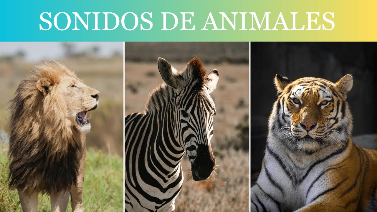 ¡Descubre los SONIDOS Más Increíbles de ANIMALES! - YouTube
