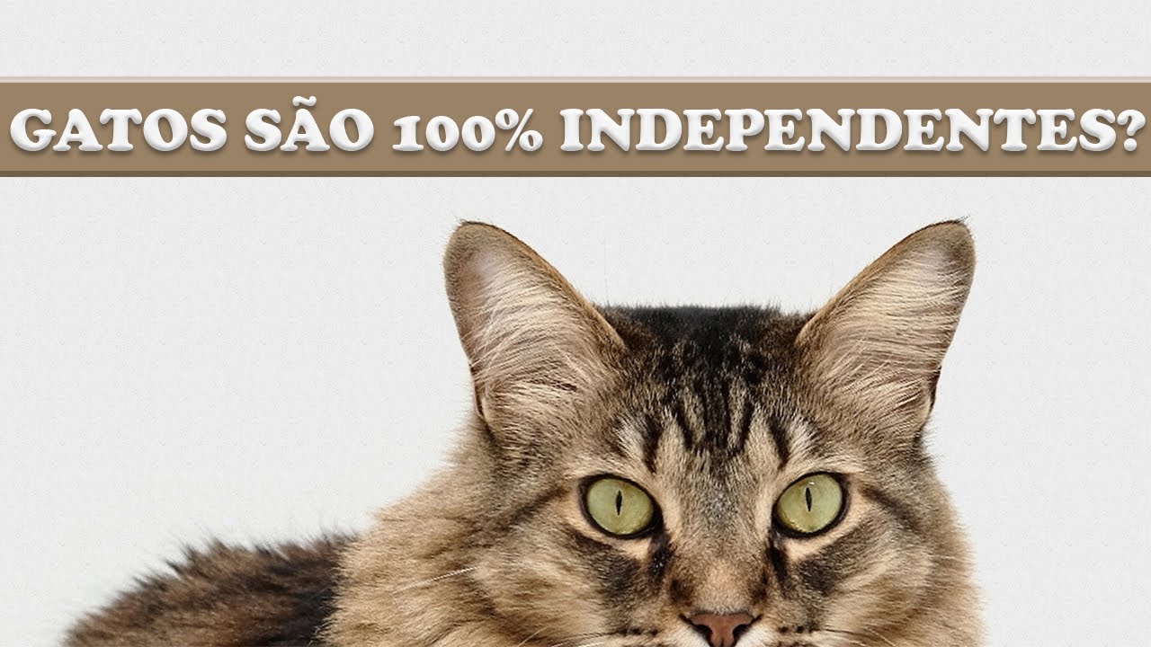 GATOS SÃO 100% INDEPENDENTES? - YouTube