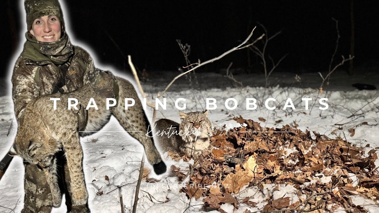 Bobcat Trapping in the SNOW using Kill Squeak (HOW to trap bobcats in ...