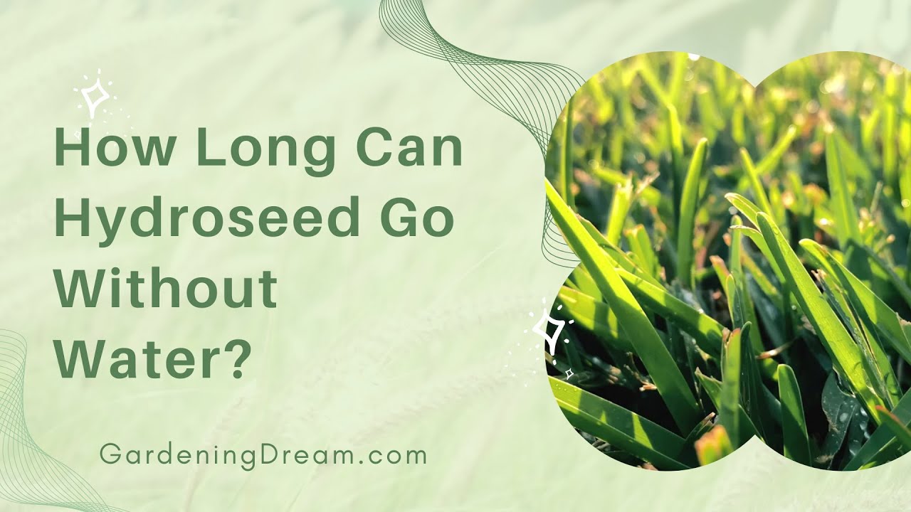 How Long Can Hydroseed Go Without Water? - YouTube