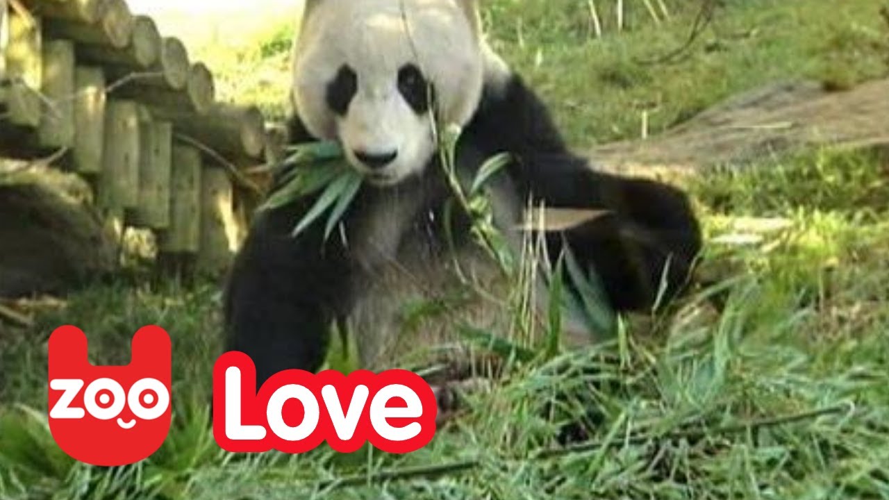 Giant Pandas Fall in Love | Edinburgh Zoo - YouTube