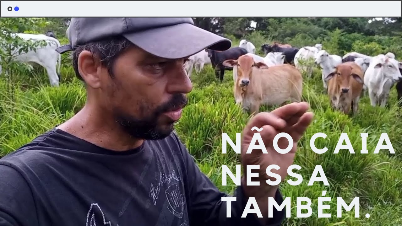 Manejo inadequado no pré-abate gera perda de peso, esse foi meu erro ...