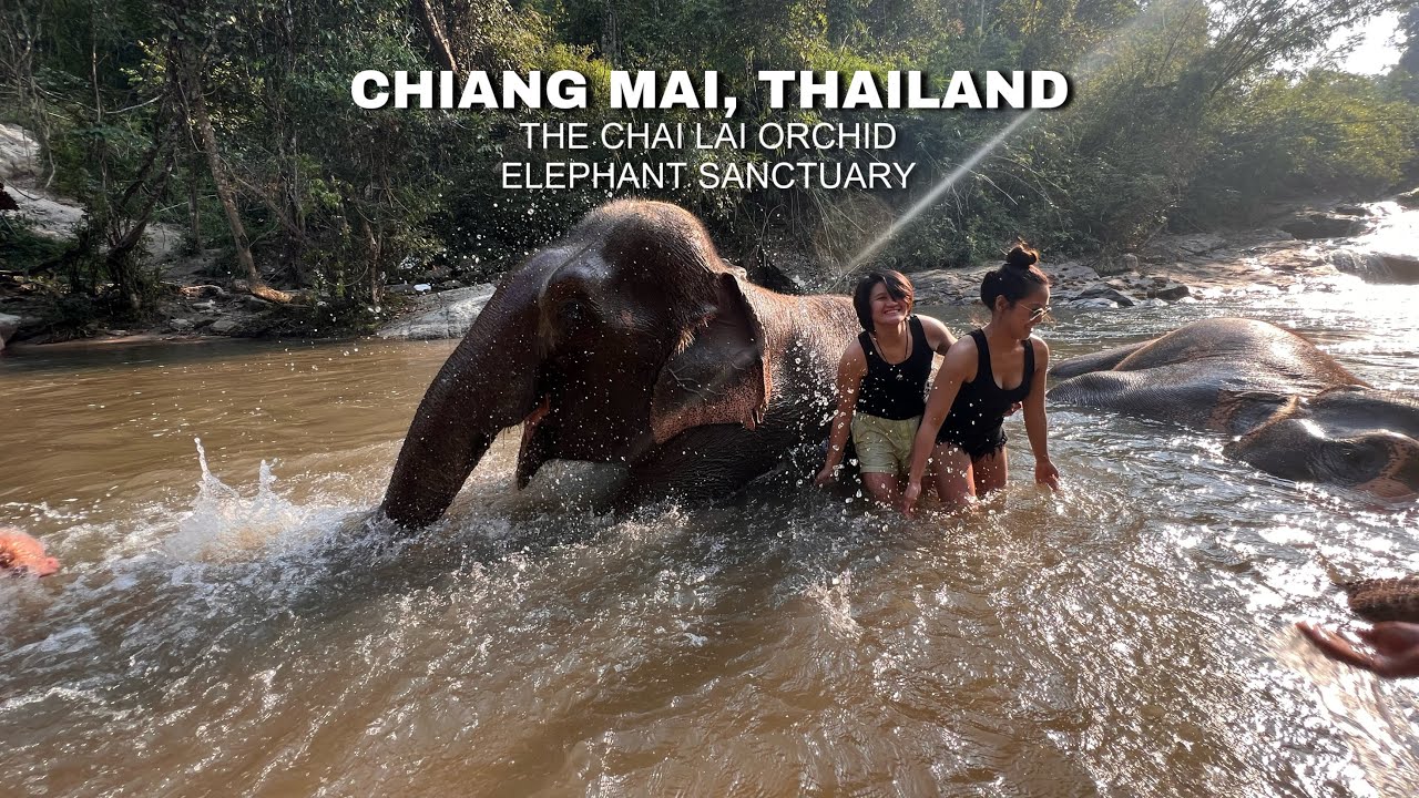 River Bathing with the Elephant in Chai Lai Orchid, Thailand (Elephant ...