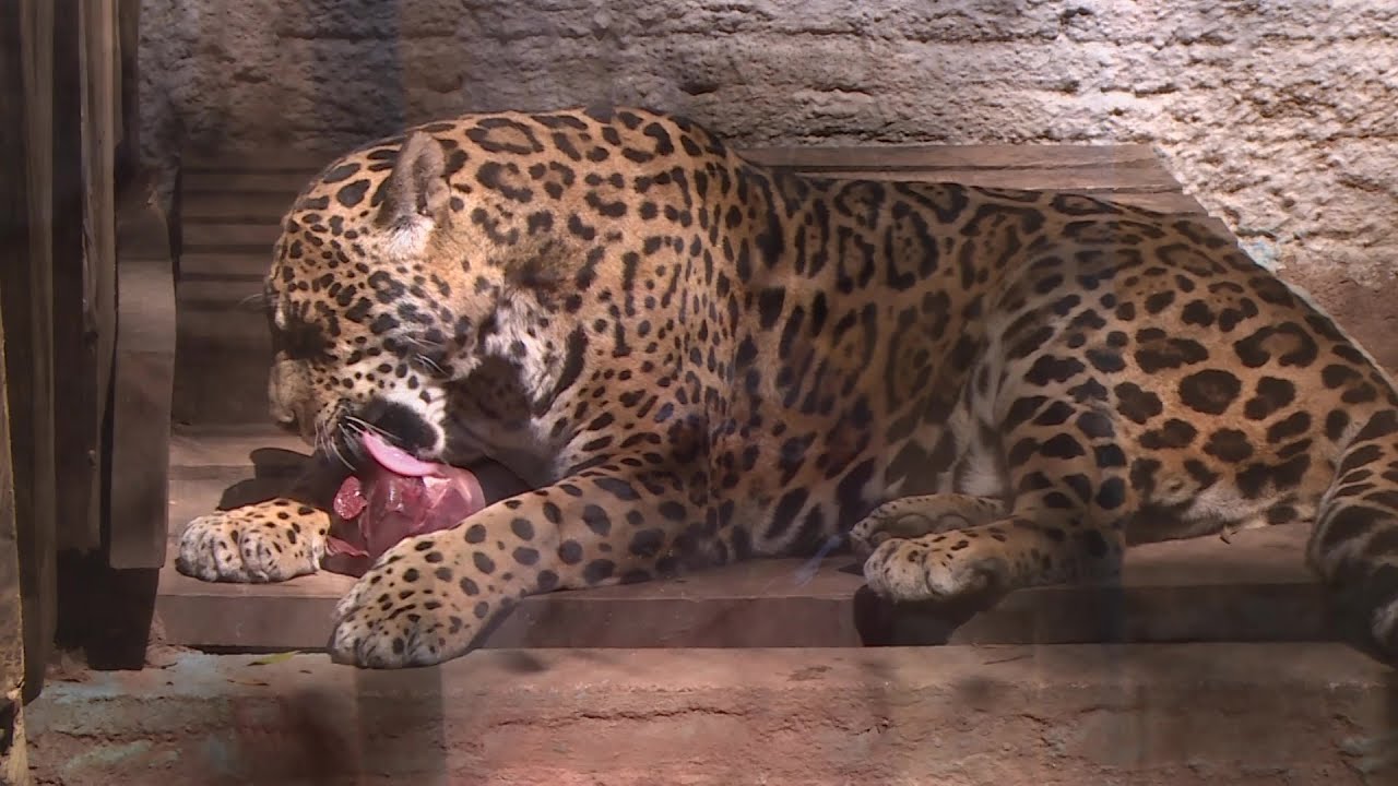 Vida Animal: "Picolés" para os bichos do zoo de Cachoeira - YouTube