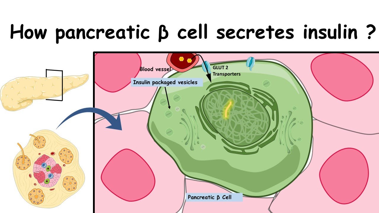 Insulin secretion: molecular mechanism of insulin synthesis and ...