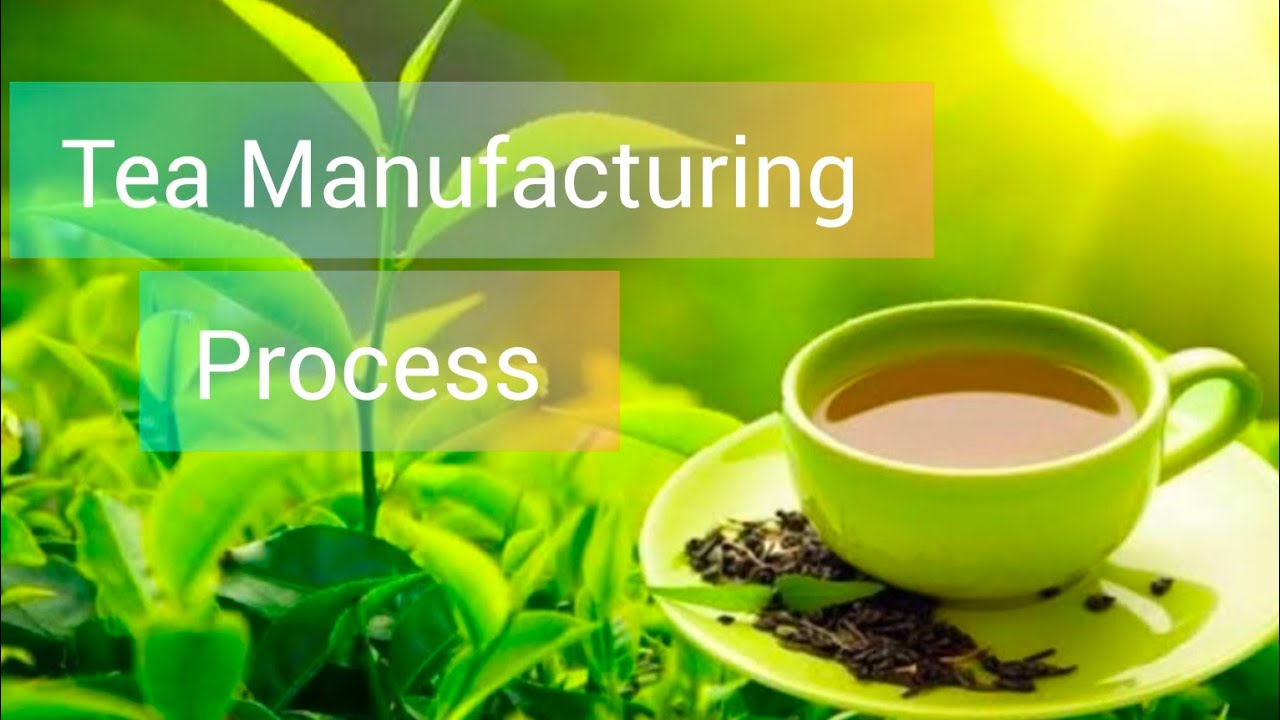 Tea Factory Ooty |Tea Making Process |How They Make Tea Leaves - YouTube