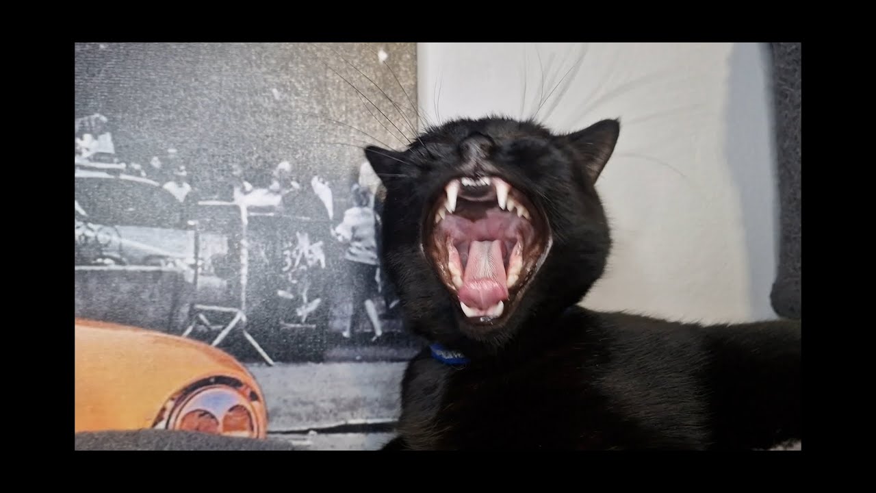 CAT MEOWING SOUNDS | Realistic Cat Sounds and Noises with Videos - YouTube