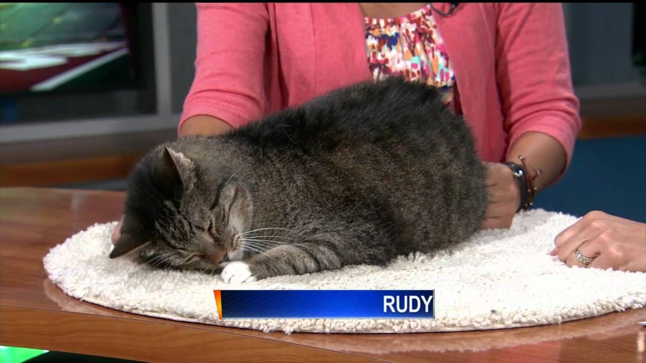 Pet Of The Week For June 26, 2012: Rudy (Cat) - YouTube