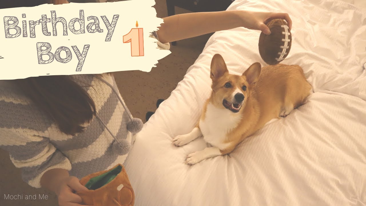 Mochi the Corgi | November Barkbox and Birthday Surprise! - YouTube