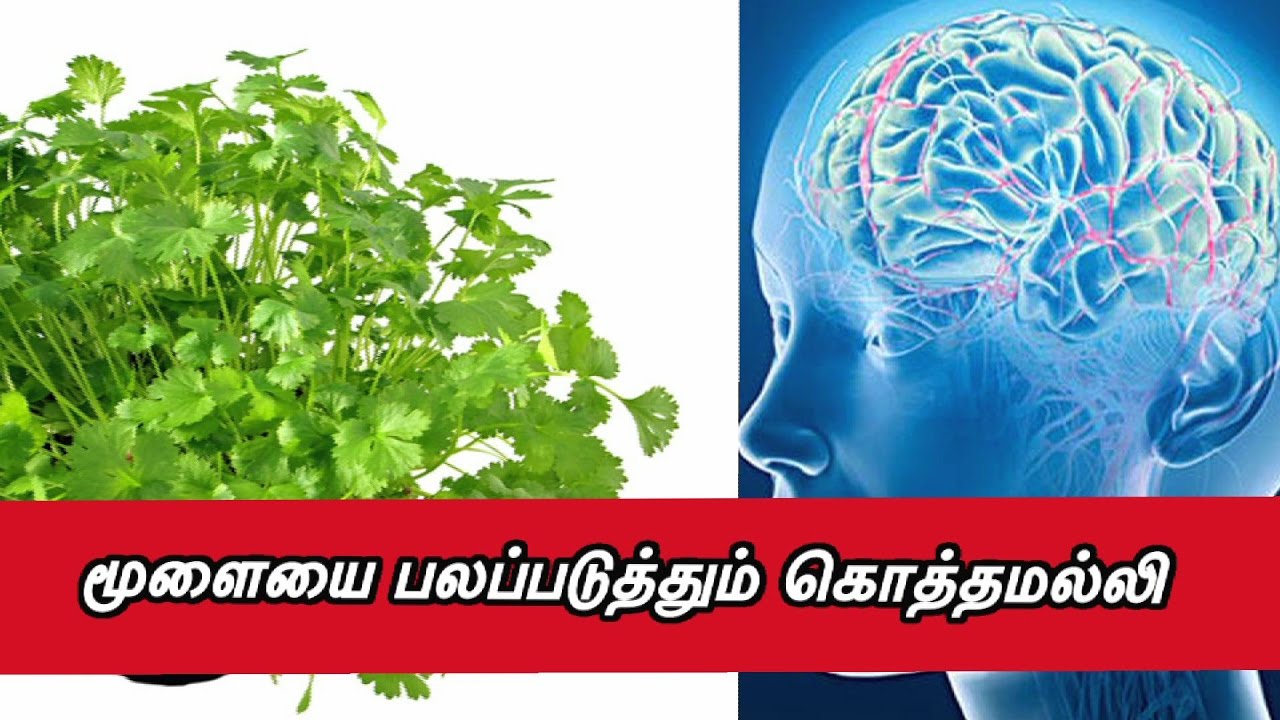 மூளையை பலப்படுத்தும் கொத்தமல்லி _ Amazing Health Benefits Of kothamalli ...