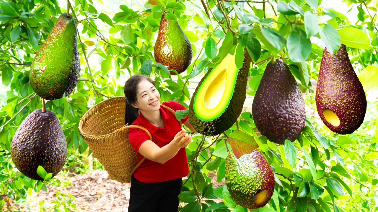 Harvest Avocado & Goes To Market Sell | Harvesting And Cooking | Lý ...