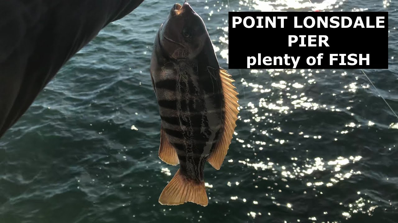 Point Lonsdale Pier has plenty of fish - YouTube