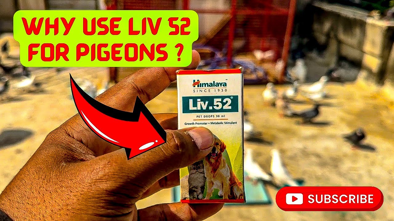 Why use liv 52 for pigeons ? Pigeon liver medicine & Treatment # ...