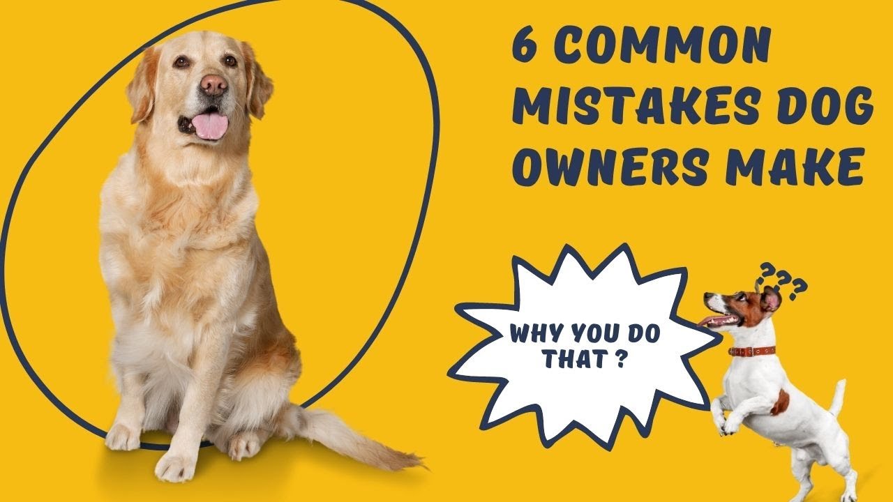 10 Common Mistakes Dog Owners Make - YouTube