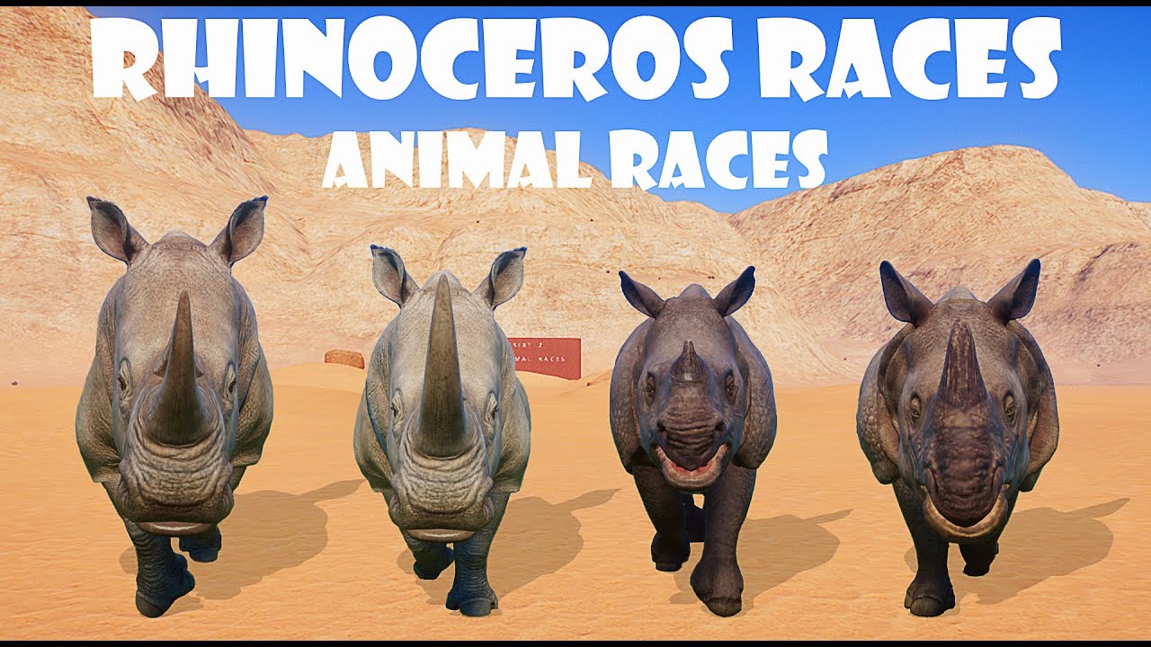 Rhinoceros Animal Speed Races in Desert in Planet Zoo - Rhinoceros ...
