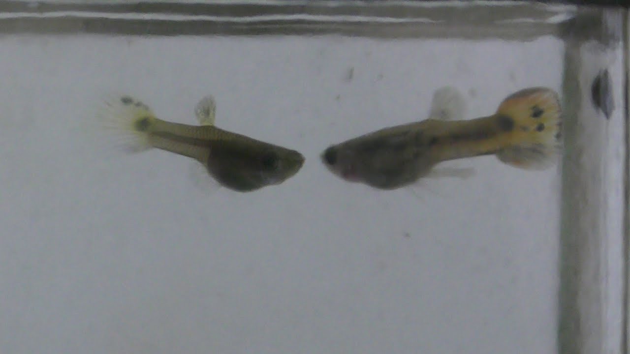 Yes! Fish Feel - YouTube