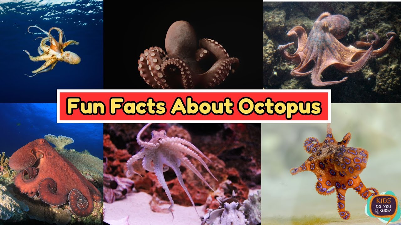 Fun Facts About Octopuses You Won't Believe! #funfacts #sea #octopus # ...