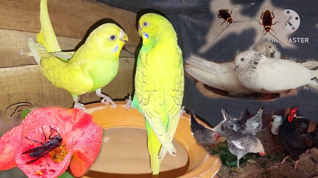 Most Beautiful Animals Sound are Telapoka Chicken Birds Cockroach Duck ...