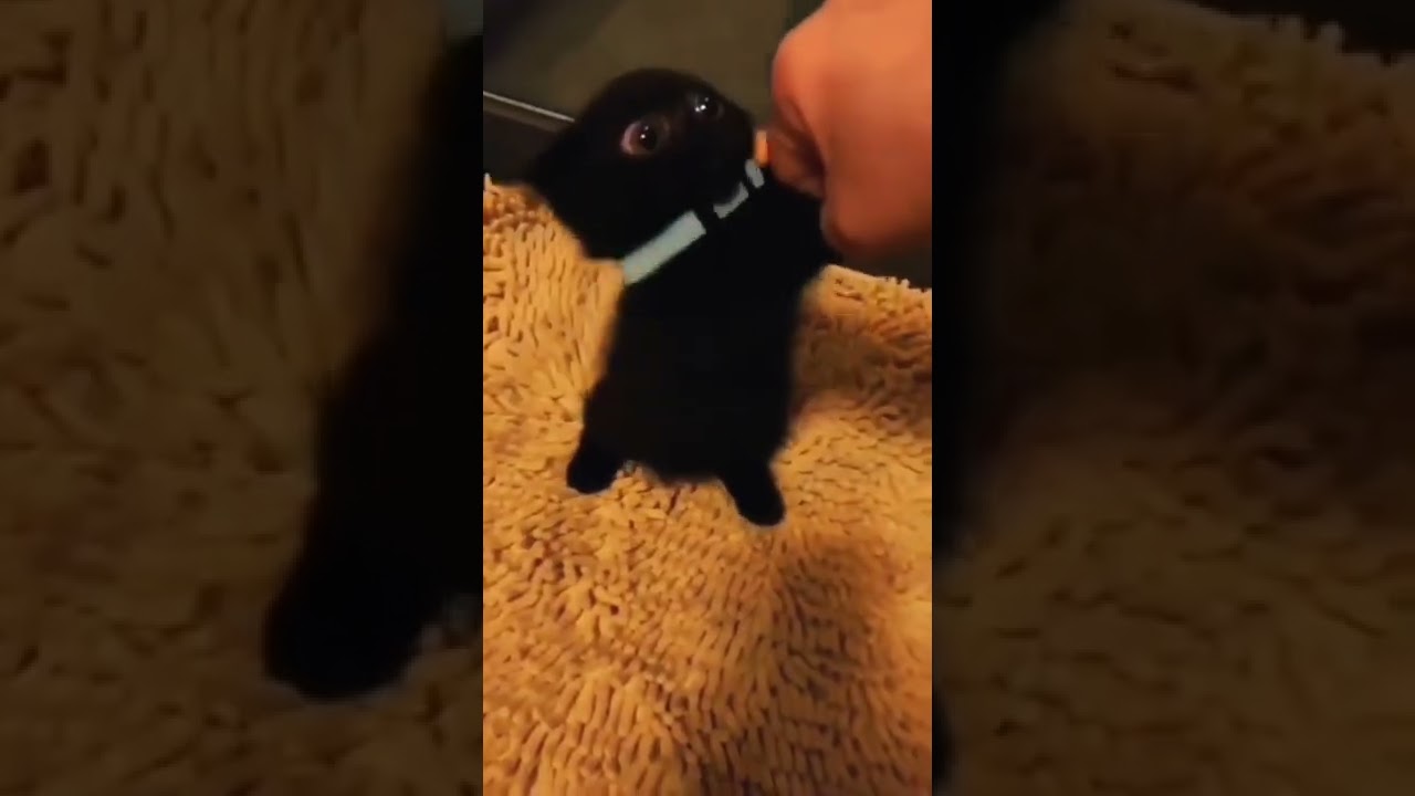 Funny video cats edit #2 - YouTube