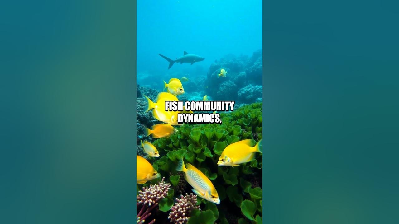 The Role of Apex Predators in Coral Reef Ecosystems - YouTube