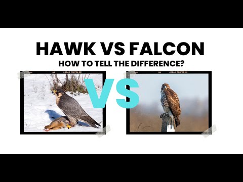 Hawk VS Falcon: Are They The Same? - YouTube