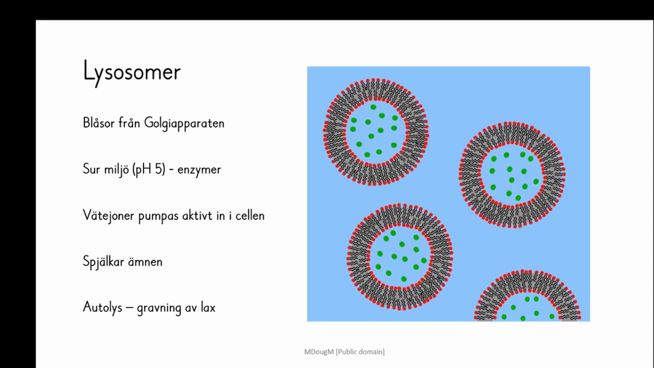 Bi 2 Cellens delar - YouTube