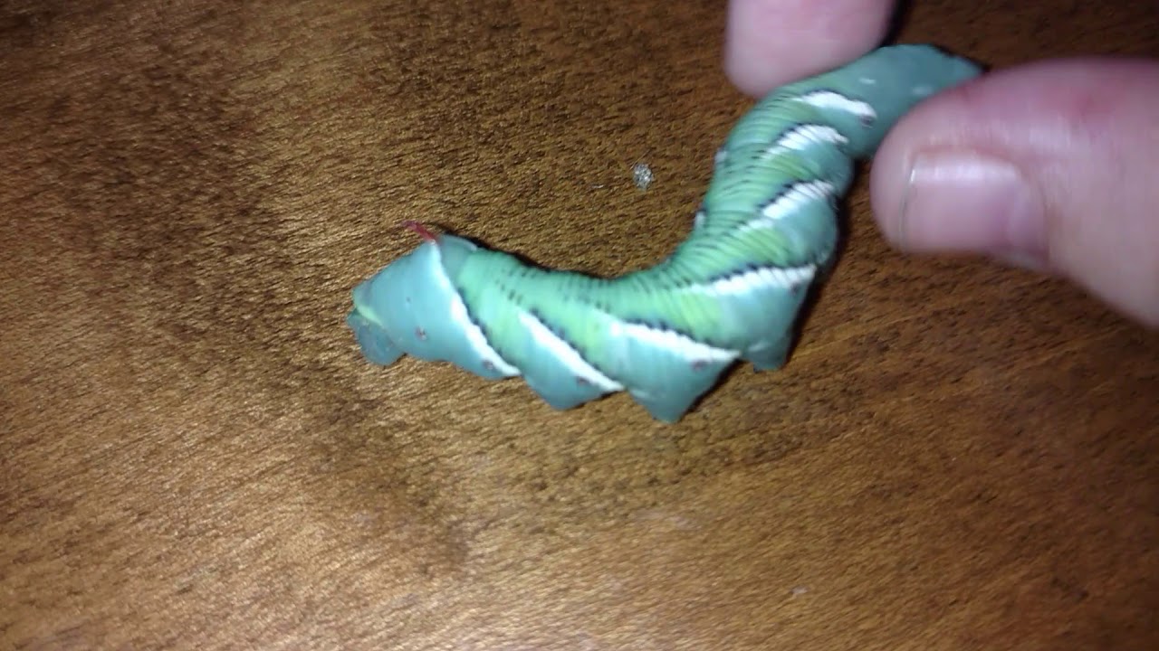 Hornworm/,[spotted Hawk moth caterpillar] - YouTube