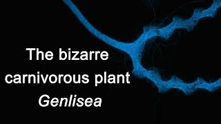 Carnivorous plant Genlisea capturing prey first time on video [Sub - Ita]