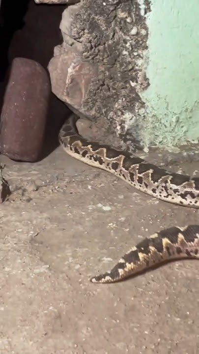 "Massive Burmese Python Encounter – You Won’t Believe Its Size!" # ...