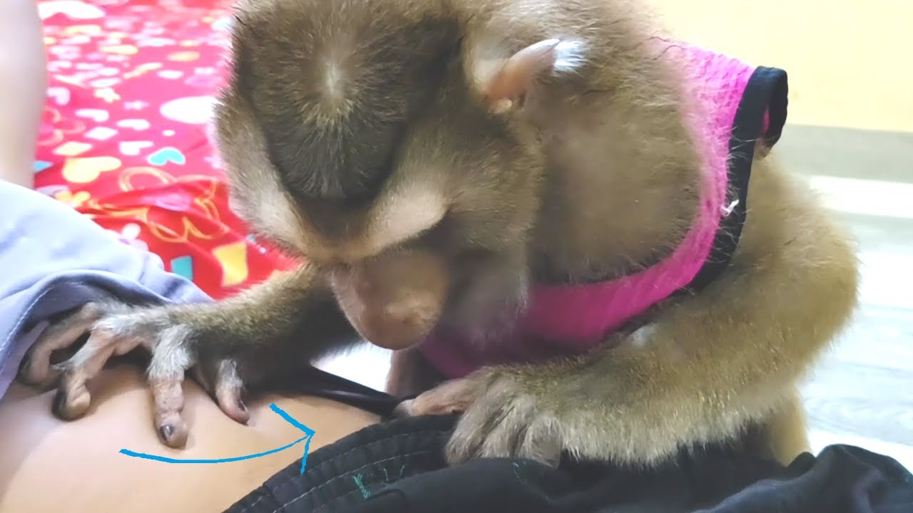 Monkey BELA Gentle Sounds Of Sound Grooming A Calming Atmosphere For ...