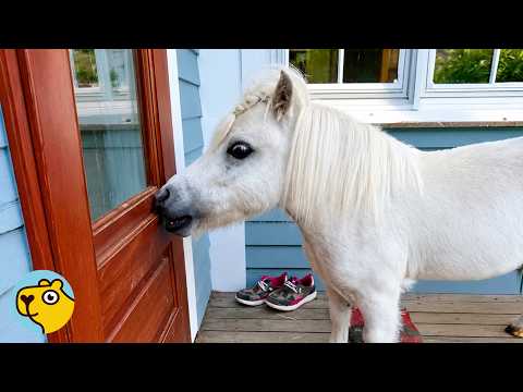 Mini Horse Won't Leave The House Until He Gets His Apples