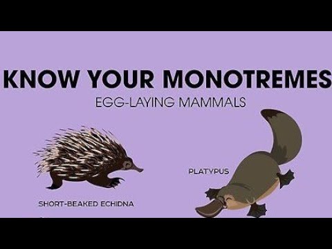Monotremes- egg laying mammals - YouTube