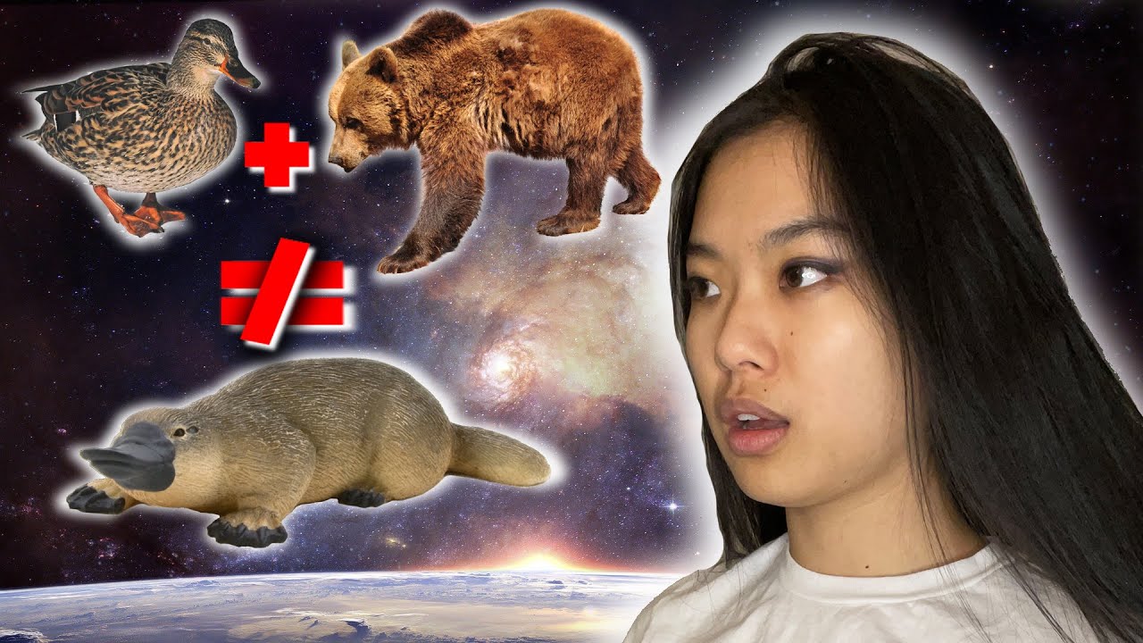 WHAT ARE PLATYPUSES?? - YouTube