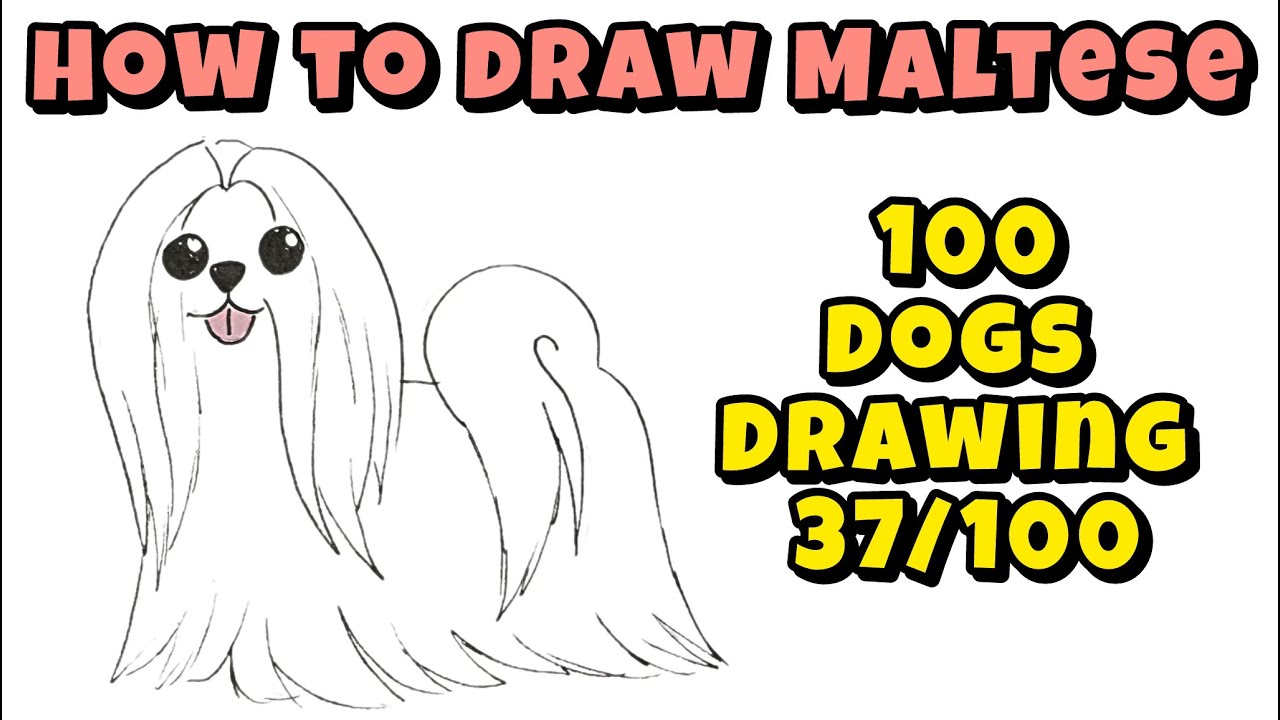 How to Draw Maltese 37/100 Series – 100 Dogs Drawing Instructions - YouTube