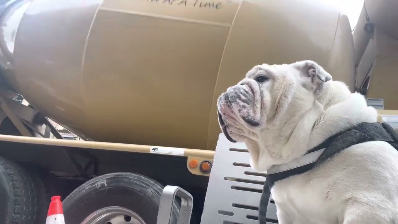 Loud! @Bulldog Walter White Jr. #bulldogwalterwhitejr #bulldog #dog ...