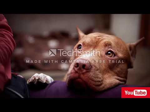 tam baslı müzik full bass pitbul