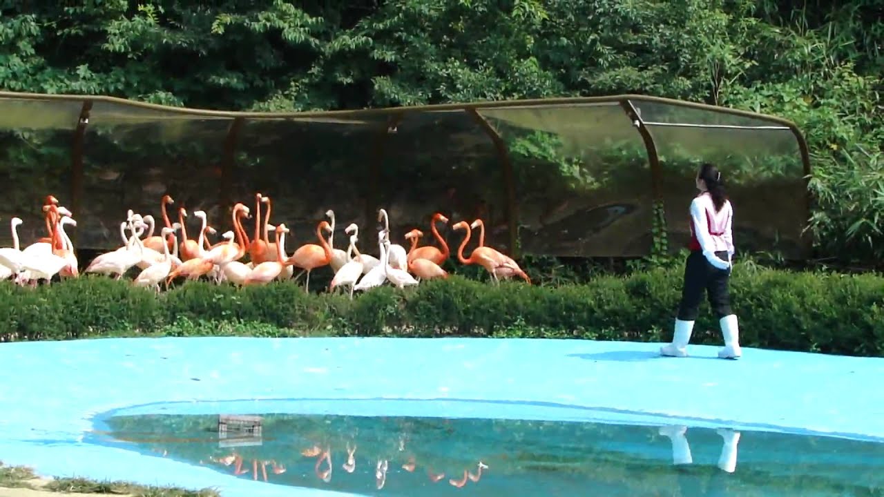 Flamingo show - YouTube