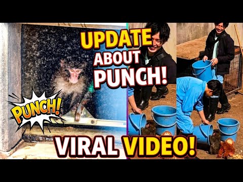 Punch the Monkey Mountain! Why Ichikawa City Zoo will Like this?