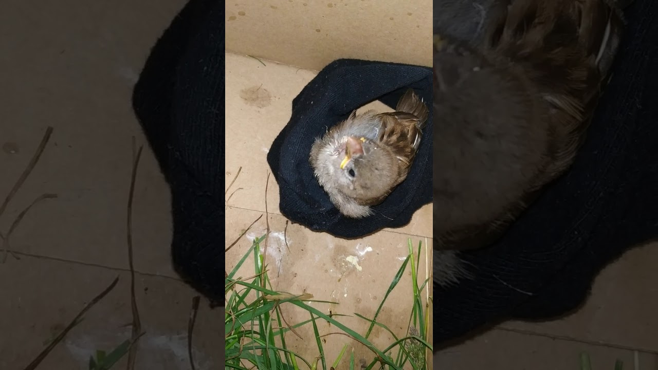 Воробей-желторотик :) Ein junger Spatz. A baby sparrow. - YouTube