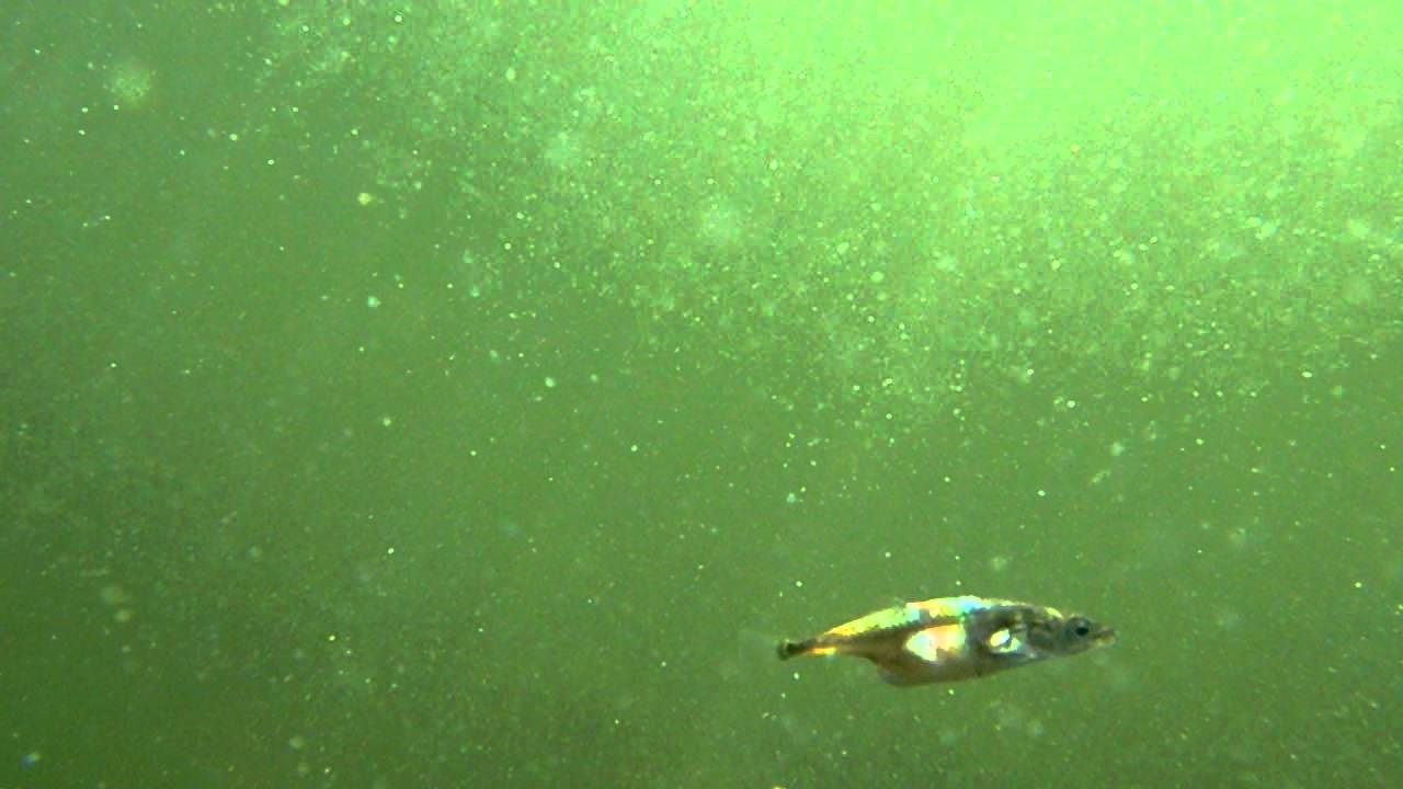 Three-spined stickleback underwater video clip - YouTube
