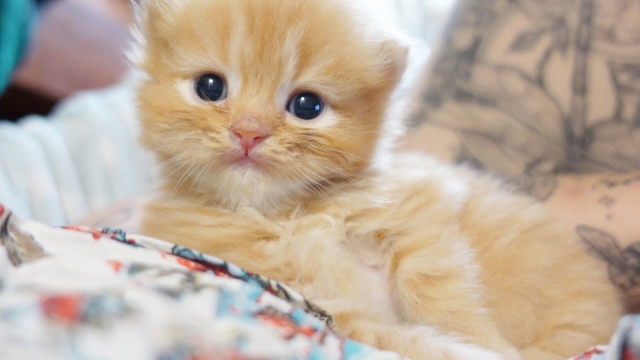 gorgeous baby ginger persian kitten purring - YouTube