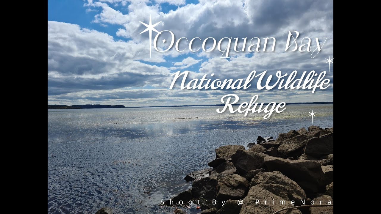 (18) (Photos) Occoquan Bay National Wildlife Refuge, VA (Oct, 2022 ...